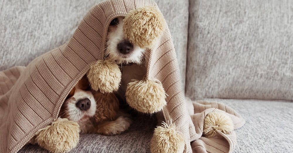 The ultimate winter hibernation guide | Elders Real Estate
