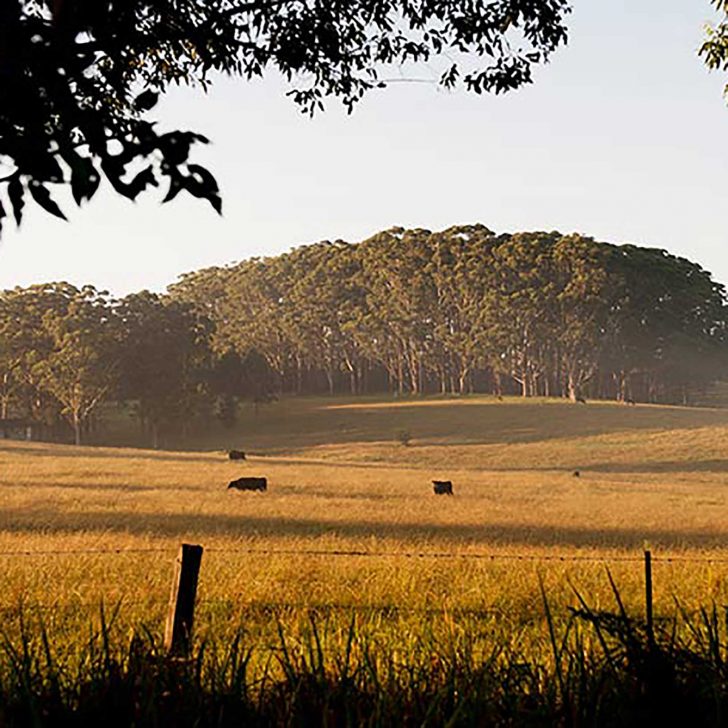 Rural and Regional Real Estate | Elders Real Estate